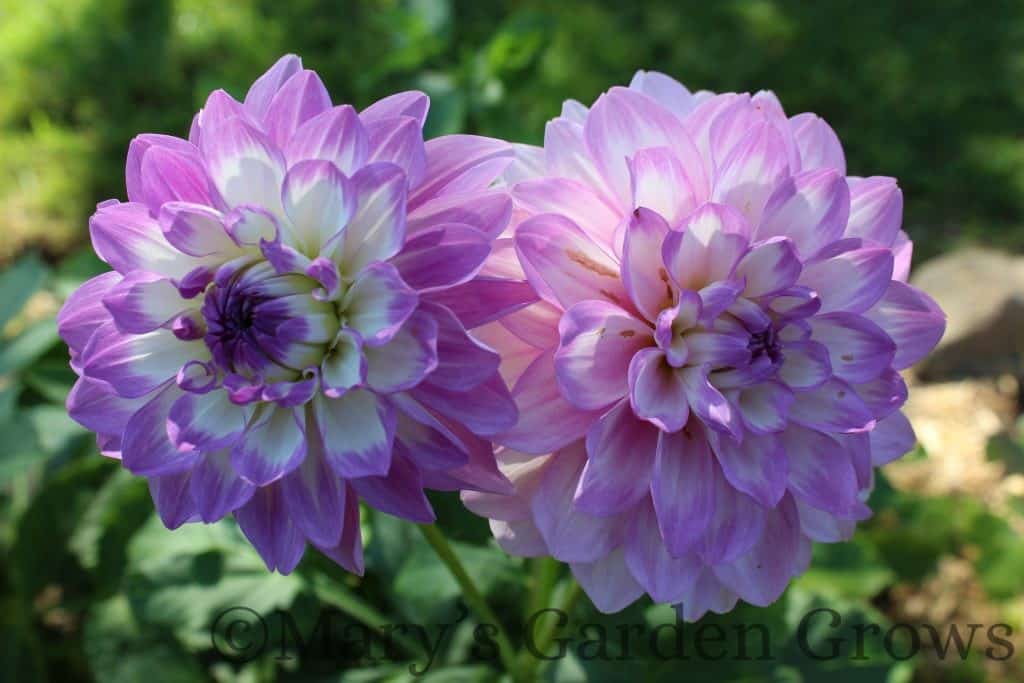 Blue Wish Dahlia - Mary's Garden Grows