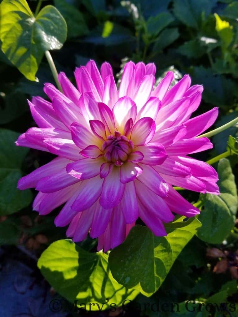 Blue Wish Dahlia - Mary's Garden Grows