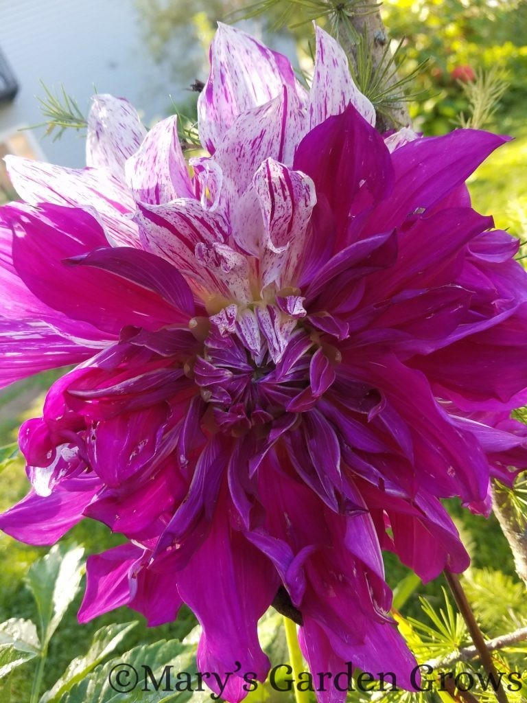 Mom s Special Dahlia Mary s Garden Grows mom-s-special-dahlia-mary-s-garden-grows